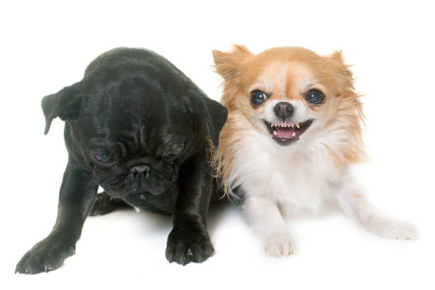 Free Stock Photo of Snarling pug | Download Free Images and Free ...