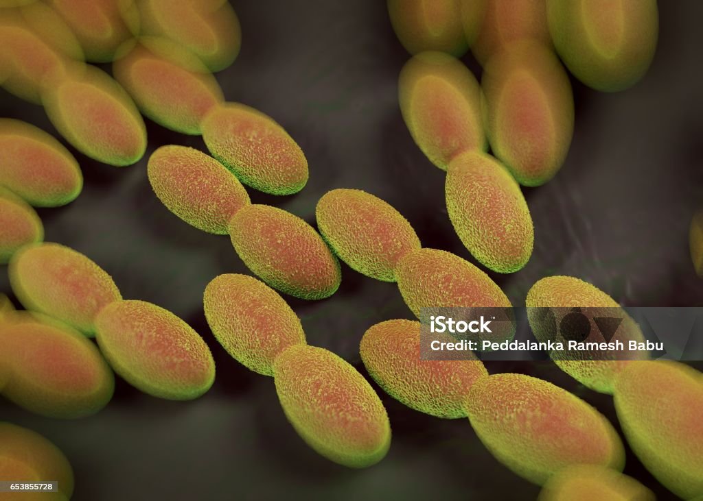 Acetic Acid Bacteria Stock Illustration Download Image Now Acetobacter Aceti Art Product