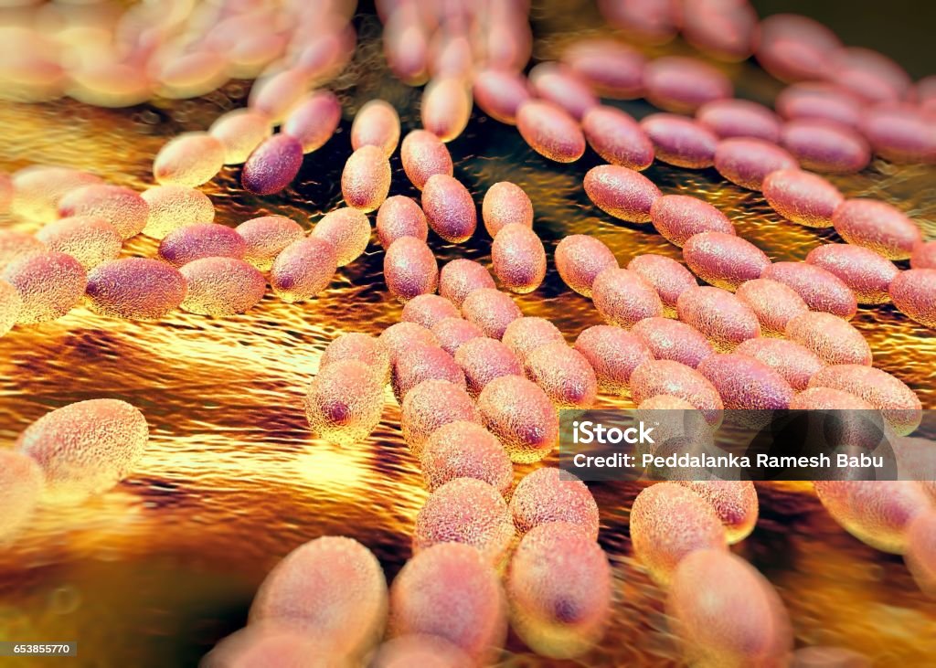 Acetic Acid Bacteria Stock Illustration Download Image Now Acetobacter Aceti Art Product