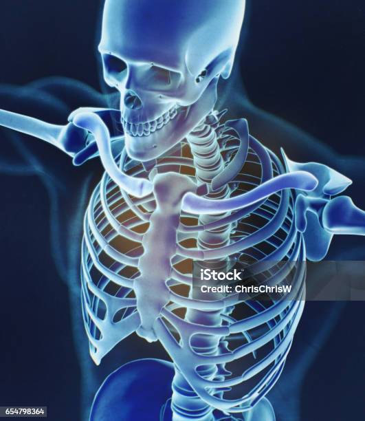 Xray Image Human Anatomy Torso Skeletal Structure Bones 3d Illustration