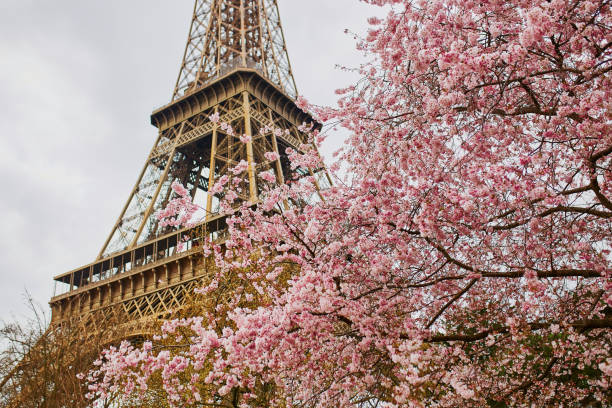 Paris Flowers Pictures | Download Free Images on Unsplash