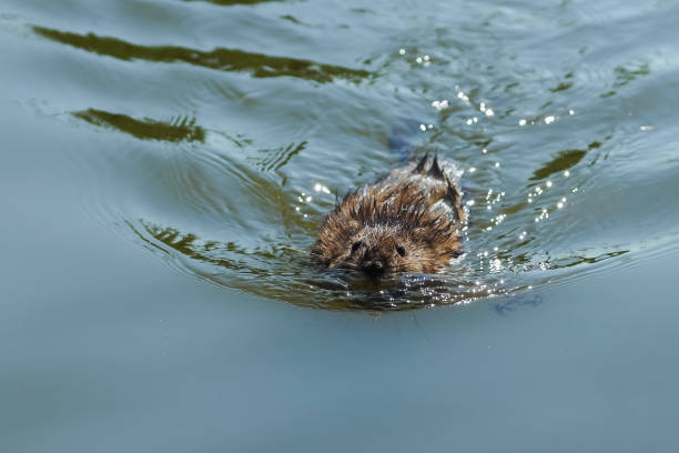 Free Stock Photo of Nature musteline mammal rodent mammal otter mink ...