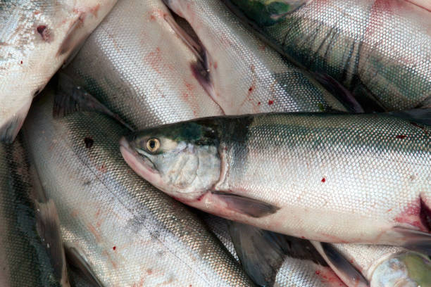 Kostenlose Bild: Fisch, Kopf, Sockeye, Lachs