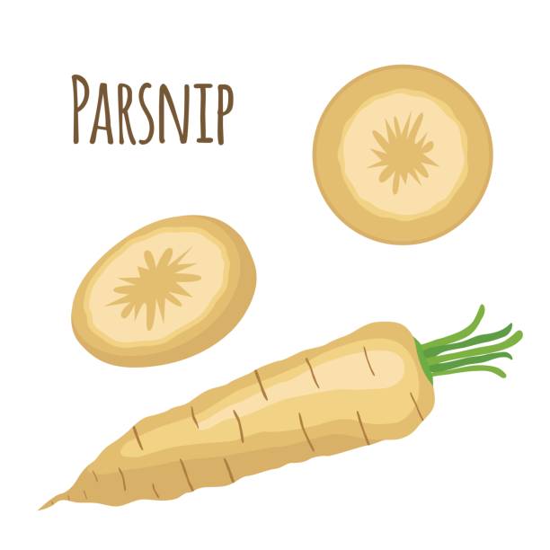 Parsnips Drawing Illustrations Royalty Free Vector Graphics And Clip Art Istock