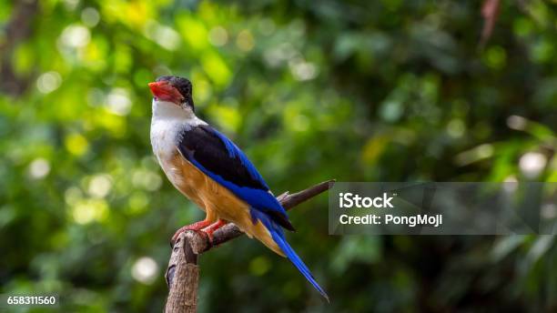 Sayap Dan Punggung Burung Ungubiru Kepala Dan Bahu Hitam Kerah Leher