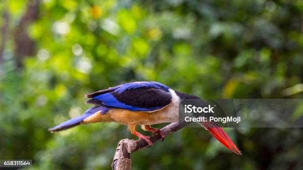 Sayap Dan Punggung Burung Ungubiru Kepala Dan Bahu Hitam Kerah Leher