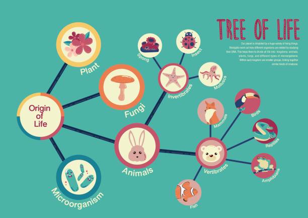 Vettore phylogeny tree phylogenetic science biology evolution genealogy ...