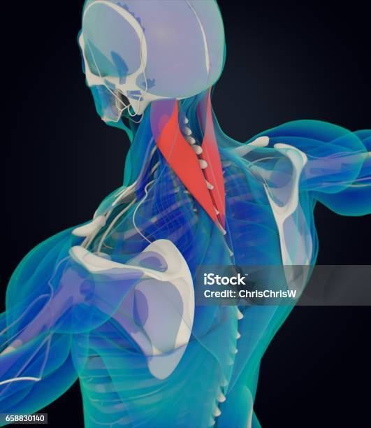 Splenius Capitis 목 근육 스트레스 인간 해부학 3 차원 일러스트 레이 션 건강 진단에 대한 스톡 사진 및 기타