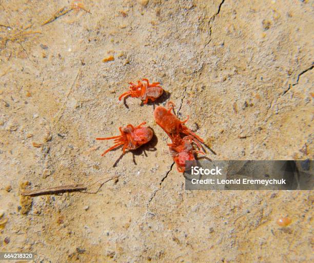 Tungau Arthropoda Di Tanah Tutup Makro Tungau Beludru Merah Atau Foto ... Tungau Arthropoda Di Tanah Tutup Makro Tungau Beludru Merah Atau Foto ...