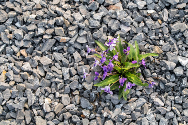 Free Stock Photo of Sprout on rock | Download Free Images and Free ...