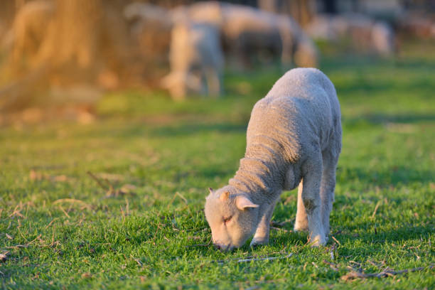 Baby Lamb Pictures | Download Free Images on Unsplash