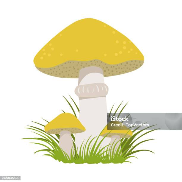 Jack Licin Suillus Luteus Jamur Hutan Yang Bisa Dimakan Ilustrasi