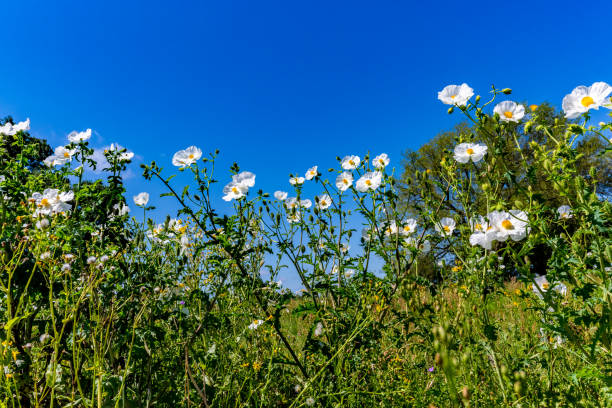 Free picture: mexican, poppy, field