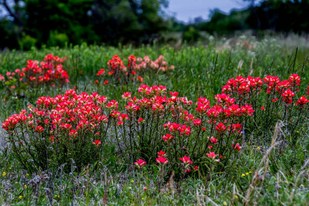 Free picture: yellow, orange, prairie, paintbrush, flowers, castilleja ...