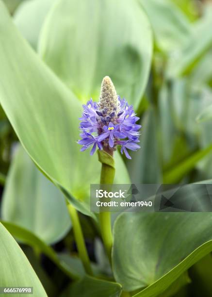 Pickerel 잡 초 Pontederia 0명에 대한 스톡 사진 및 기타 이미지 0명 꽃 꽃의 구조 꽃 식물 Istock
