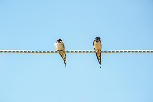 Free picture: Two swallow birds sitting on wire with blue sky as background Free picture: Two swallow birds sitting on wire with blue sky as background
