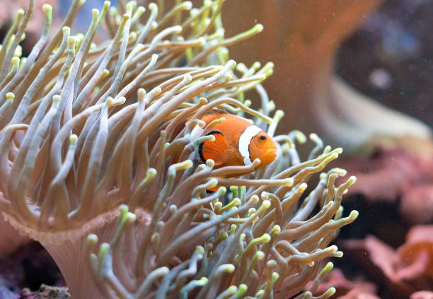 Free percoid fish stock photos. Download the best free percoid fish ...