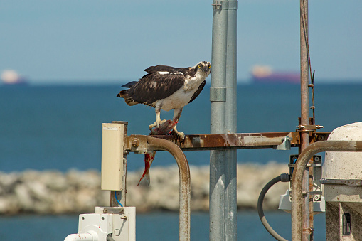 Osprey Berdiri Di Atas Struktur Dermaga Dengan Ikan Di Cakarnya Foto ... Osprey Berdiri Di Atas Struktur Dermaga Dengan Ikan Di Cakarnya Foto ...