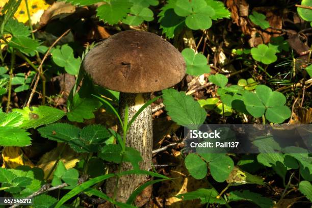 Broun 자작나무 Bolete입니다 여름 숲입니다 0명에 대한 스톡 사진 및 기타 이미지 0명 Boletus 갈색