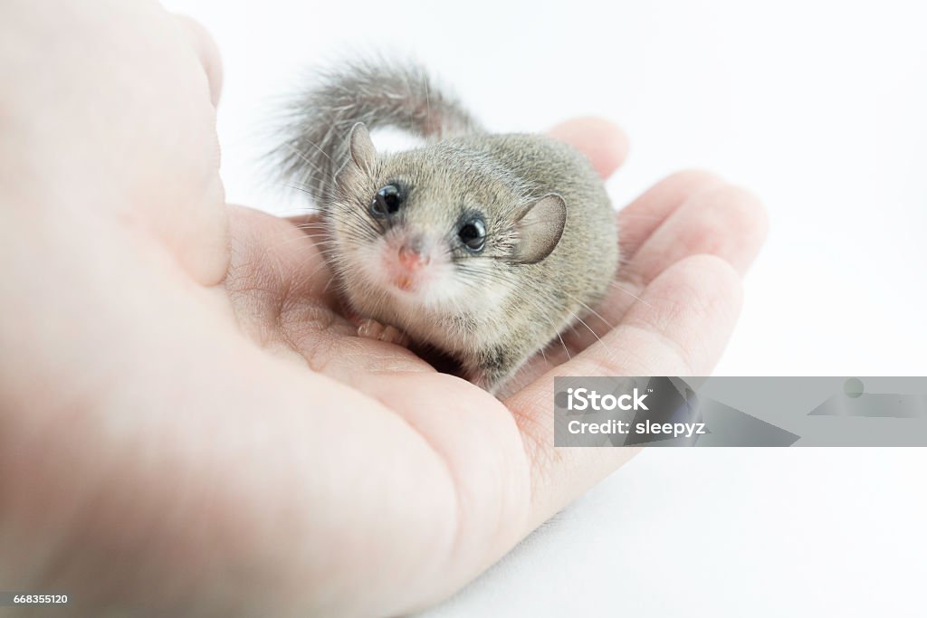 Adorable African Pygmy Dormouse On Hand Look At Camera On White Background Soft Focus Stock