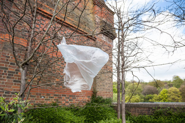 Plastic bag on a tree – free photo on Barnimages