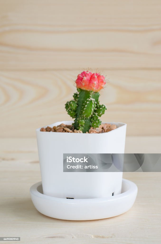 Kaktus Kecil Dalam Pot Putih Di Atas Meja Kayu Warna Terang Dan Latar