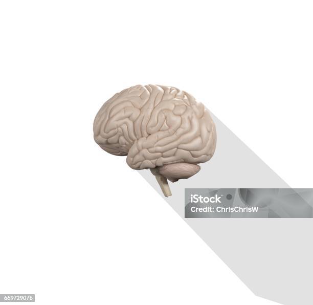 Infografis Otak Ikon Anatomi Otak Pada Latar Belakang Putih3d Ilustrasi ... Infografis Otak Ikon Anatomi Otak Pada Latar Belakang Putih3d Ilustrasi ...