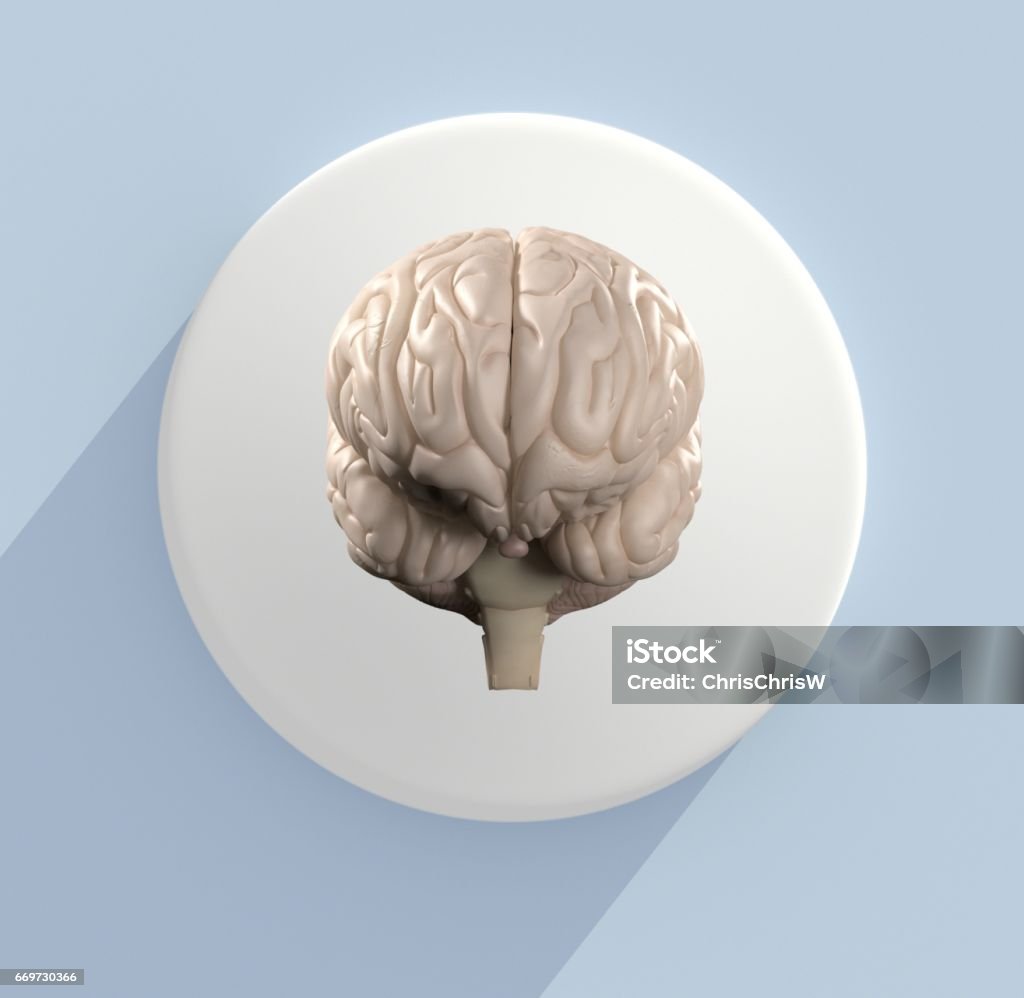Infografis Otak Ikon Anatomi Otak Pada Lingkaran Putih Ilustrasi 3d ... Infografis Otak Ikon Anatomi Otak Pada Lingkaran Putih Ilustrasi 3d ...
