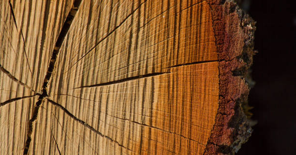 Tronco De Arbol Pictures | Download Free Images on Unsplash