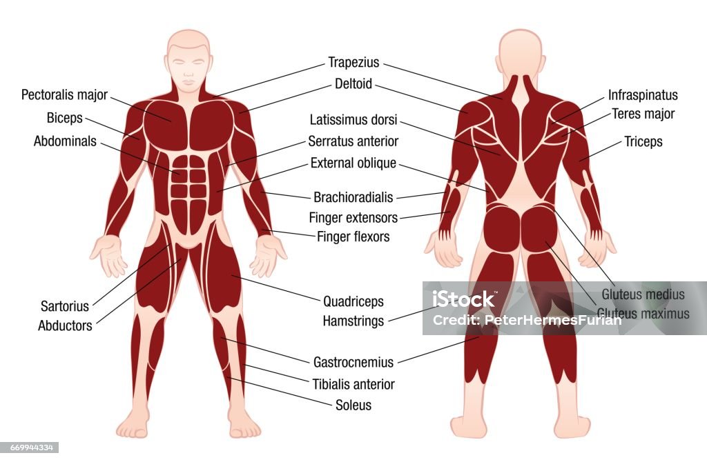 Muscle Chart With Accurate Description Of The Most Important Muscles Of The Human Body Front And