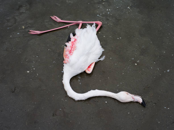 Free picture: Dead flamingo bird on the ground (Phoenicopterus roseus)
