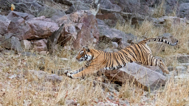 Tiger Jump Pictures | Download Free Images on Unsplash
