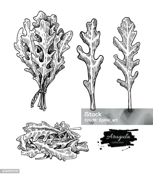 Arugula 잎 손으로 그린 벡터 일러스트 레이 션을 설정합니다 격리 된 야채 새겨진된 스타일 개체입니다 자세한 채식 음식