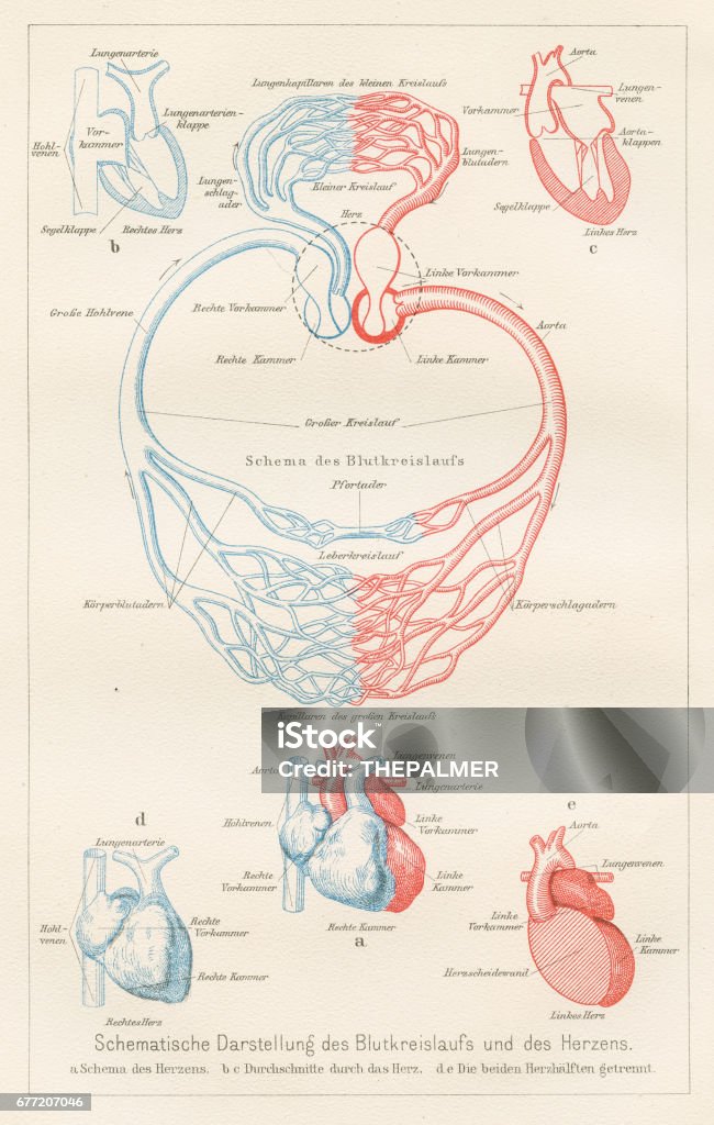 Anatomie De La Circulation De Sang Gravure 1857 Vecteurs libres de ... Anatomie De La Circulation De Sang Gravure 1857 Vecteurs libres de ...