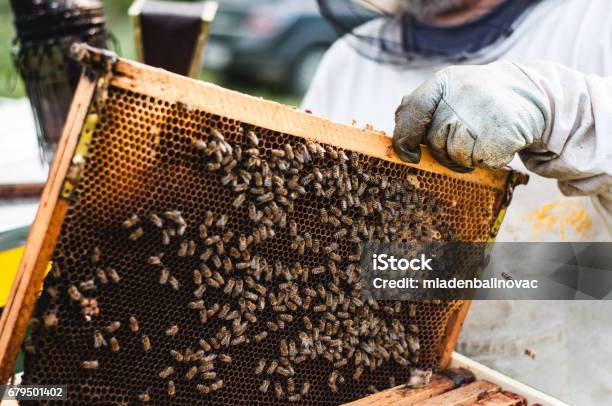 Apiarist 벌집의 나무 프레임을 들고 벌집에 대한 스톡 사진 및 기타 이미지 벌집 건강한 생활방식 곤충 Istock