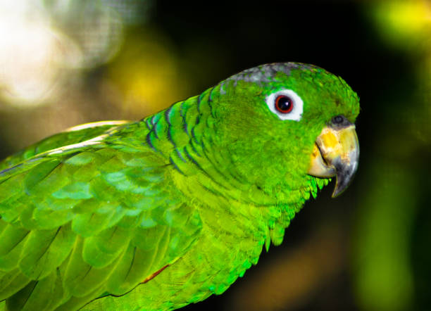 Papagaio Pictures | Download Free Images on Unsplash