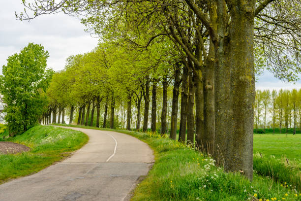 Free picture: Row of young trees by an asphalt road in rural area