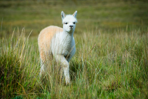 Free picture: alpacas, animals, vicugna pacos