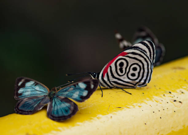 Mariposas Pictures | Download Free Images on Unsplash