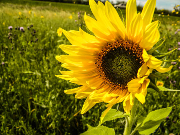 Sunflower Nature Flower Wallpaper - Free photo on Pixabay