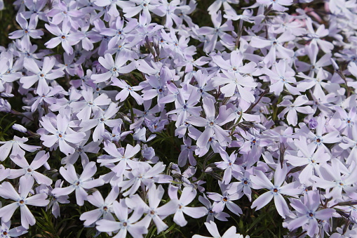 Blue Phlox Flowers Stock Photo - Download Image Now - Alpine climate ... Blue Phlox Flowers Stock Photo - Download Image Now - Alpine climate ...