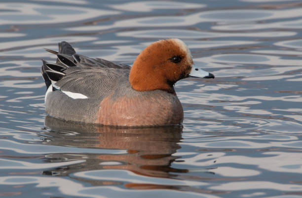 Free picture: up-close, male, canvasback, duck