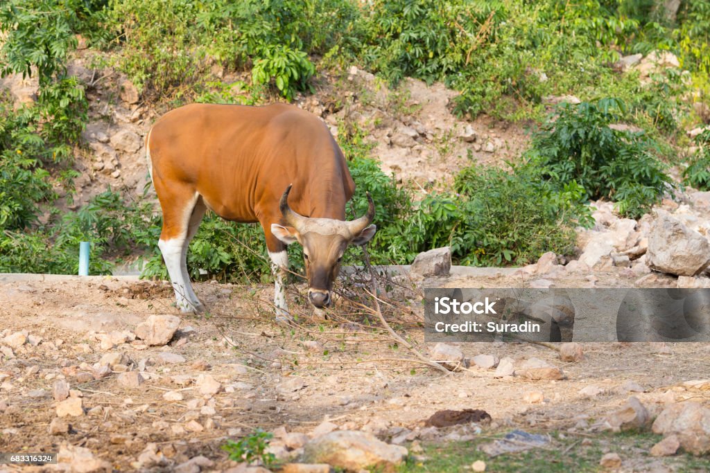 Spesies Terancam Punah Di Iucn Daftar Merah Spesies Terancam Banteng ... Spesies Terancam Punah Di Iucn Daftar Merah Spesies Terancam Banteng ...