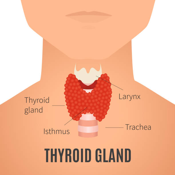 140 Thyroid Exam Ilustrasi Grafik Vektor And Clip Art Bebas Royalti