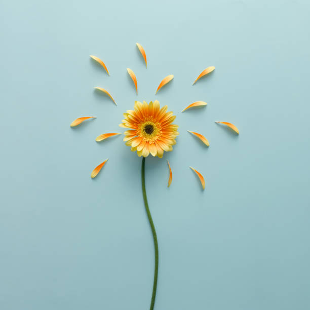 1K+ Sad Flower Pictures | Download Free Images on Unsplash