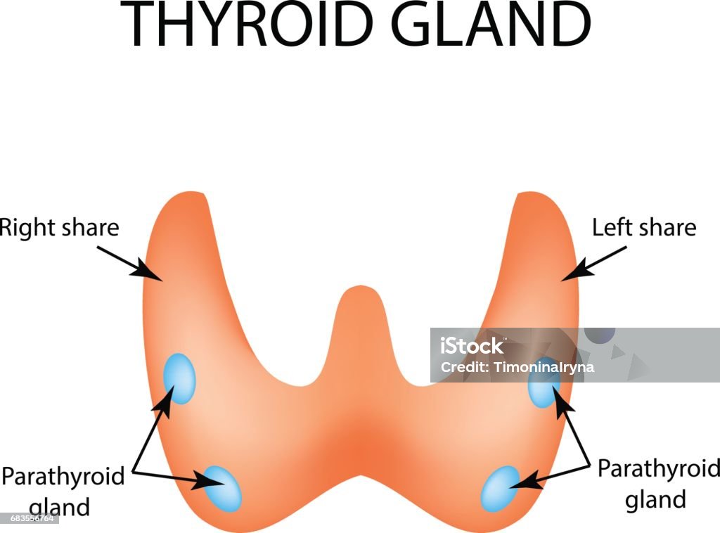 Anatomical Structure Of The Thyroid And Parathyroid Gland Infographics Vector Illustration On