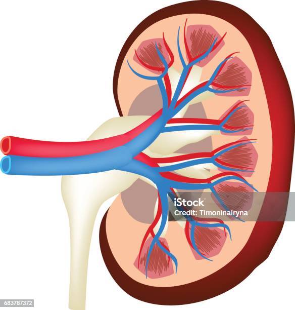 De Anatomische Structuur Van De Nier Vectorillustratie Op Geïsoleerde ... De Anatomische Structuur Van De Nier Vectorillustratie Op Geïsoleerde ...
