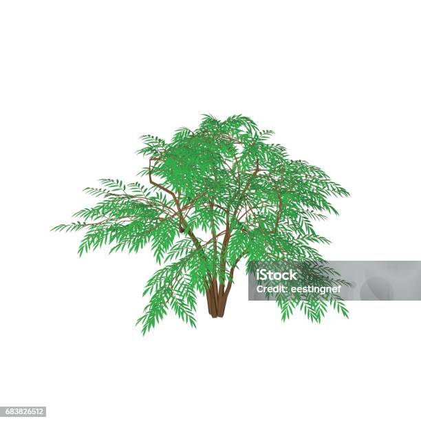 Aralia 나무입니다 흰색 배경에 고립 아이소메트릭 뷰입니다 0명에 대한 스톡 벡터 아트 및 기타 이미지 0명 3차원