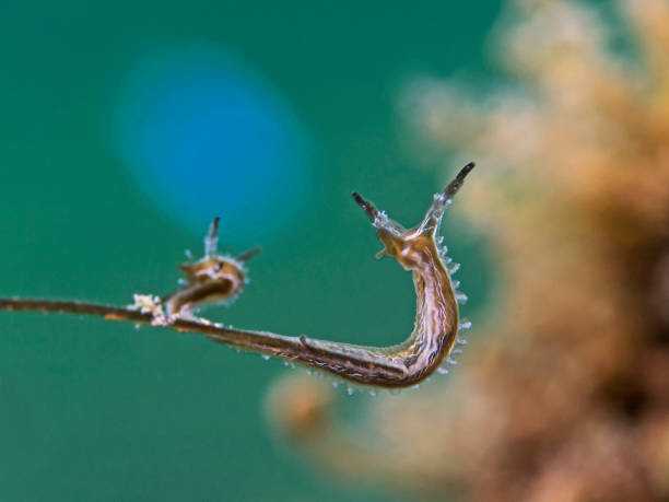 10+ Hartmannella vermiformis imagens grátis