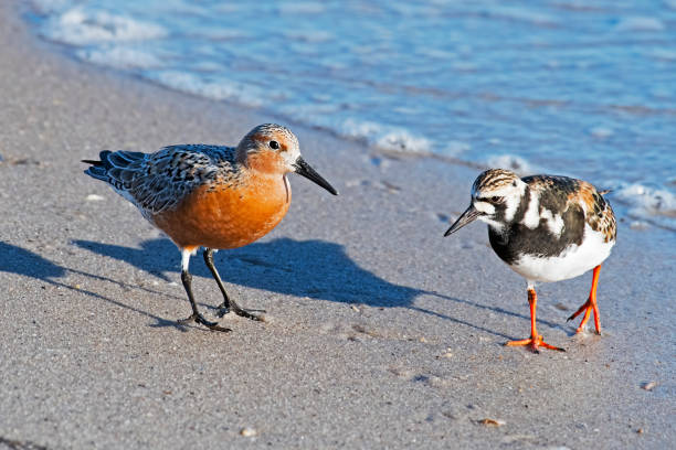 Free picture: red, knot, bird, calidris canutus rufa